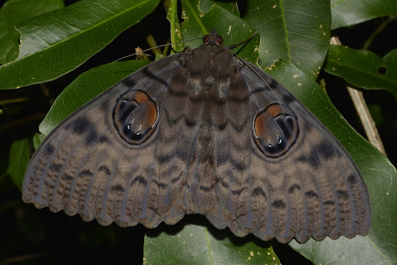 Walker's Owl Moth | Project Noah
