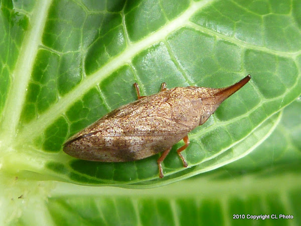Spittlebug | Project Noah