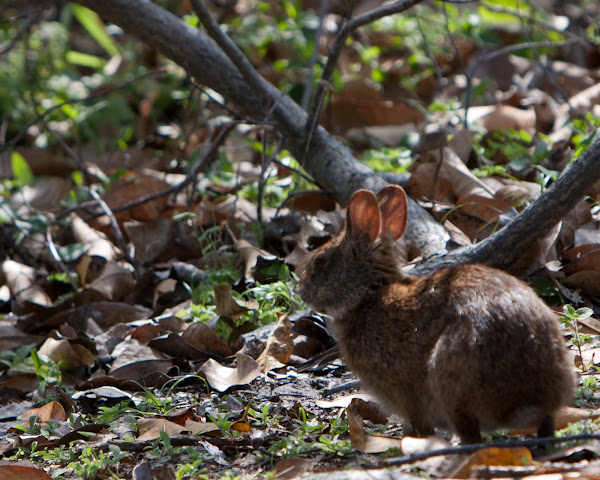 Marsh Rabbit | Project Noah