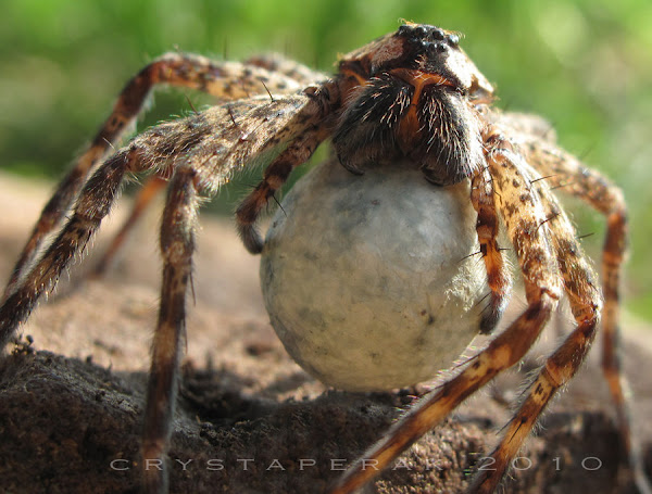 Giant Dock Spider | Project Noah