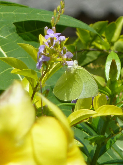 Lemon Emigrant | Project Noah