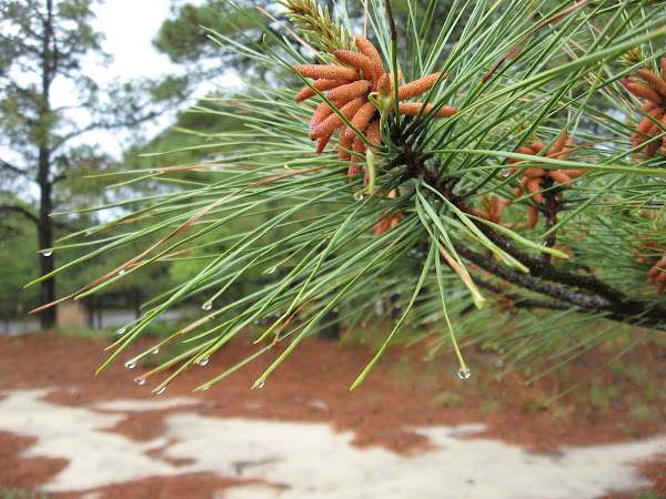 Eastern Pine Tree | Project Noah
