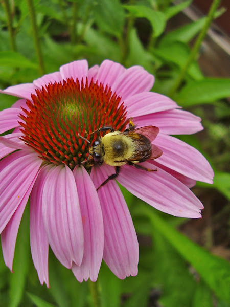 Common eastern bumblebee | Project Noah