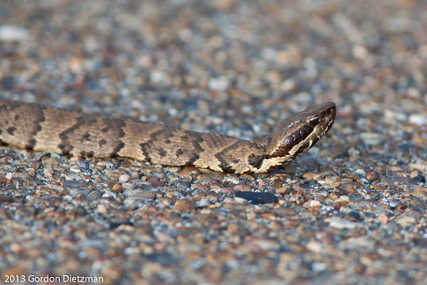 Cottonmouth | Project Noah