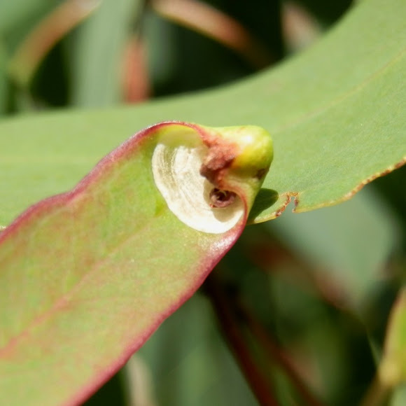 leaftip lerp insect | Project Noah