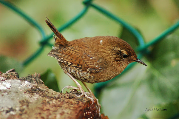 Pacific Wren | Project Noah