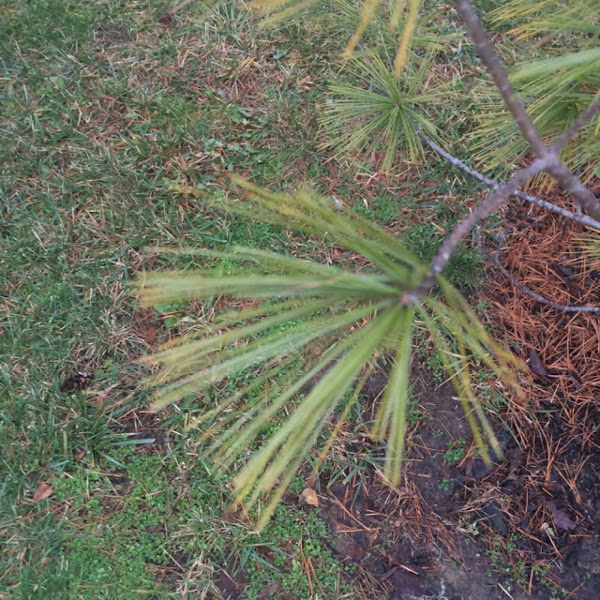 White Pine | Project Noah