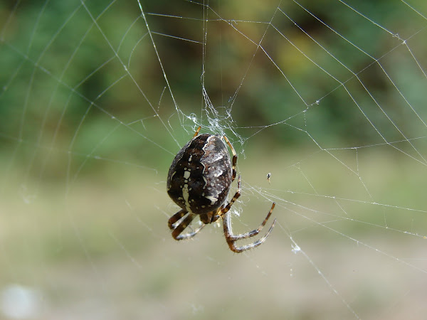 Cross Orbweaver | Project Noah