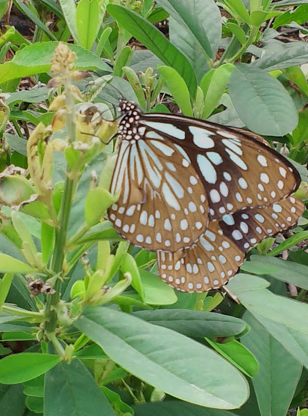 Blue Glassy Tiger | Project Noah