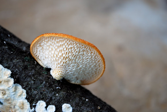 Hexagonal-pored Polypore | Project Noah