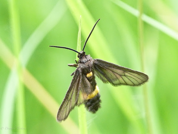 Clearwing Moth | Project Noah