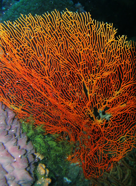 Sea Fan