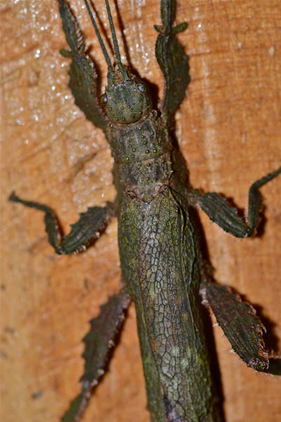 Stick insect | Project Noah