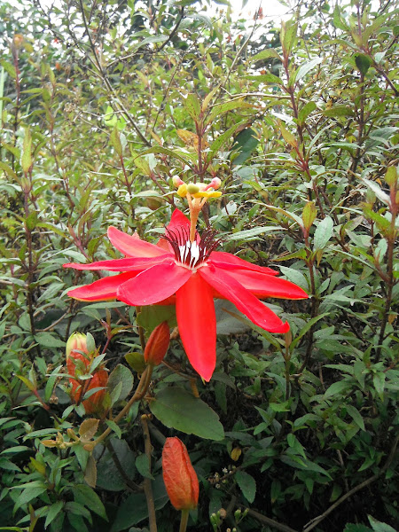 Red Passionflower | Project Noah