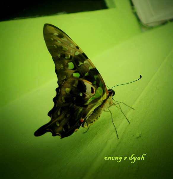 Green tailed jay. | Project Noah