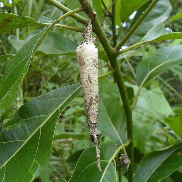 Empty cocoon | Project Noah