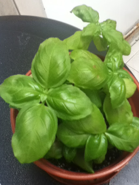 Albahaca or Basil | Project Noah