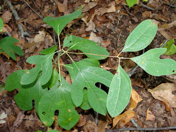 Sassafras | Project Noah