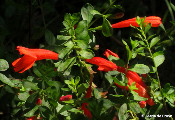 Scarlet wild basil | Project Noah