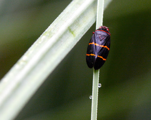Two-Lined Spittlebug | Project Noah