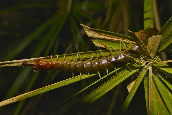 Centipede | Project Noah