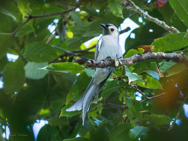 Ashy Drongo | Project Noah