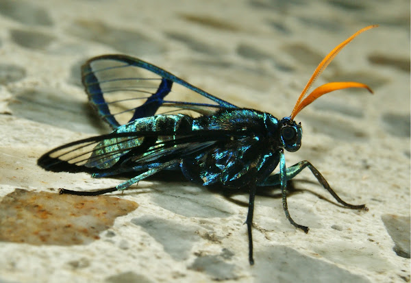 Polilla Avispa Azul(Blue Wasp Moth) | Project Noah