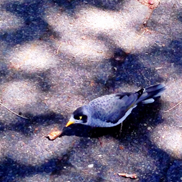 Noisy Miner | Project Noah
