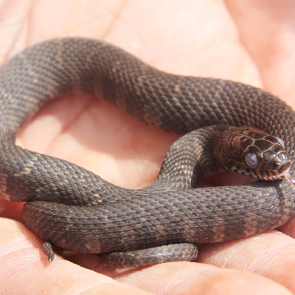 Northern Water Snake (juvenile) | Project Noah