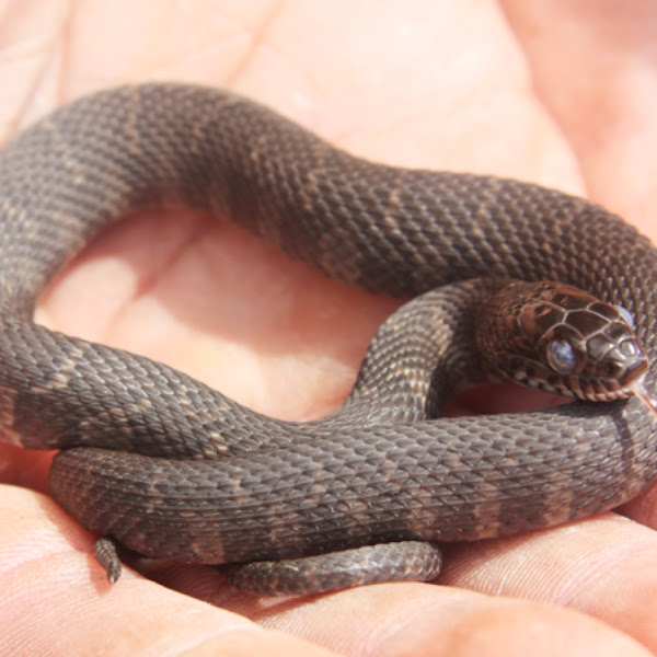 Northern Water Snake (juvenile) | Project Noah
