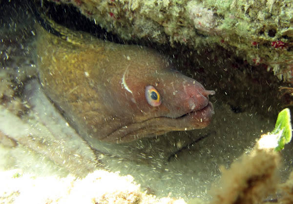 Caribbean Chestnut Moray Eel | Project Noah