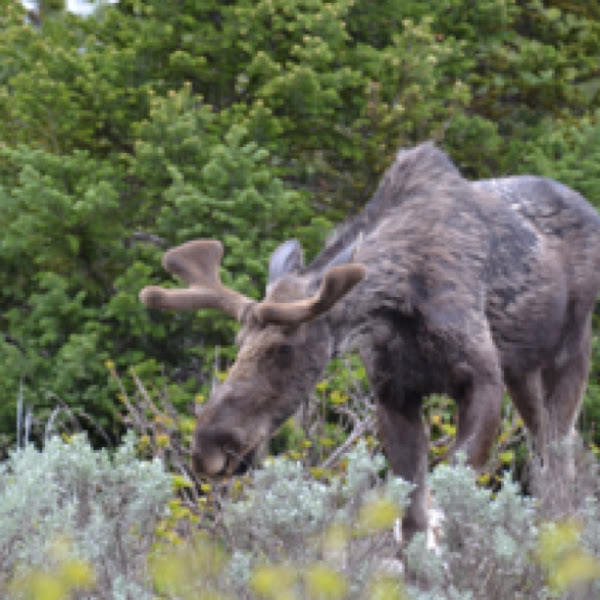 Moose | Project Noah