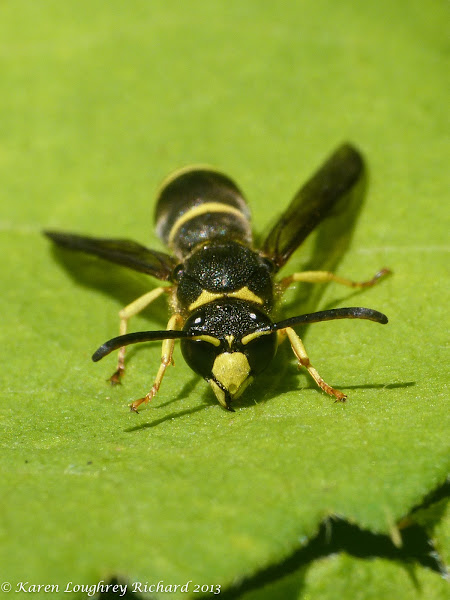 Wall mason wasp (with phoretic mites) | Project Noah