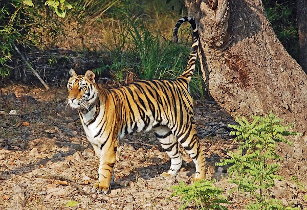 Royal Bengal tiger | Project Noah