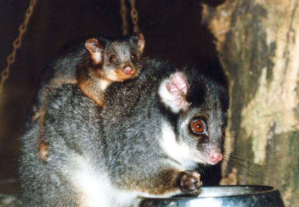 Ringtail possum | Project Noah