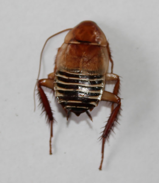 Cape Zebra Cockroach | Project Noah