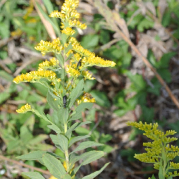 Tall Goldenrod | Project Noah