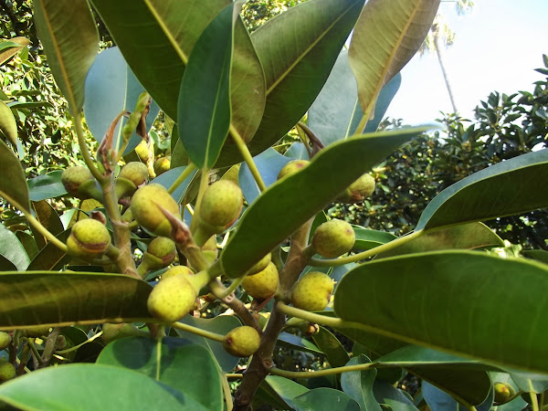 Moreton bay fig tree | Project Noah