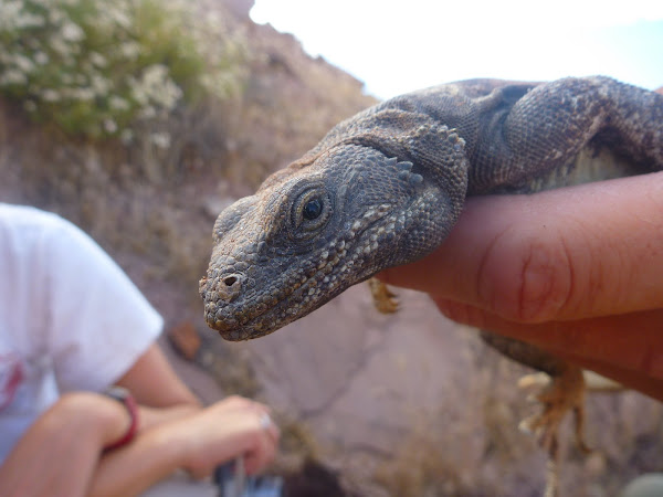 Common Chuckwalla | Project Noah