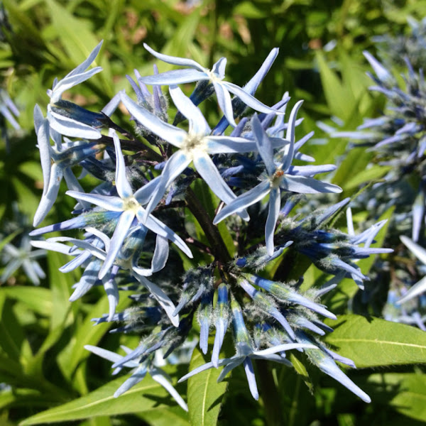 Eastern Bluestar | Project Noah