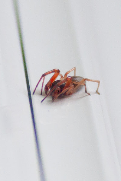 Dwarf Spider | Project Noah
