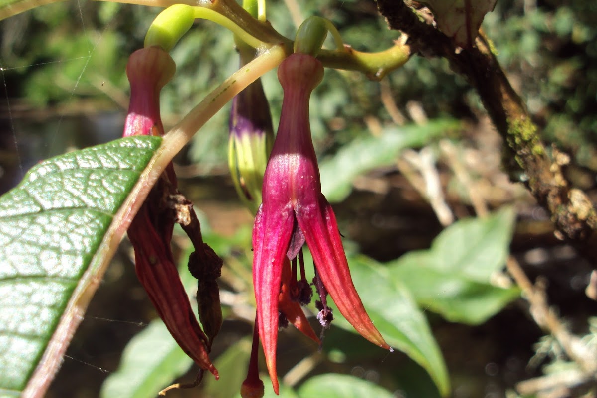 Fuchsia (Kotukutuku) | Project Noah