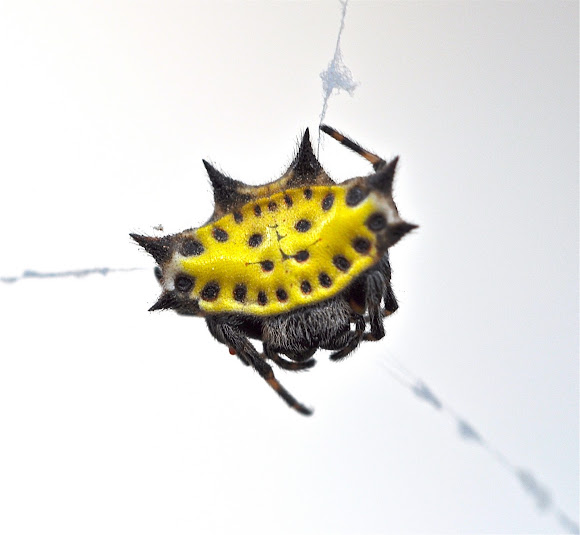 Spiny Backed Orb Weaver Spider Project Noah