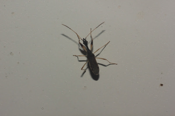 Long-necked seed bug | Project Noah