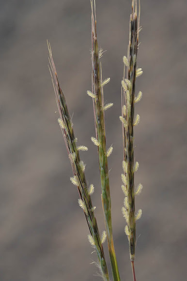 Dichanthium foveolatum | Project Noah
