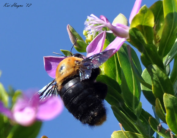 Giant Carpenter Bee | Project Noah
