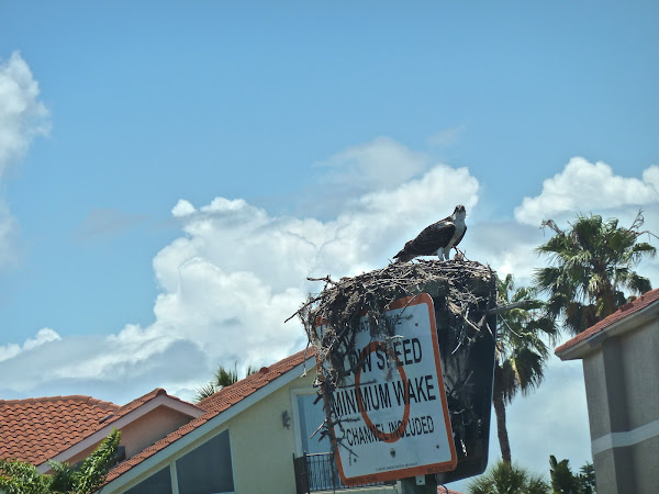 Osprey | Project Noah