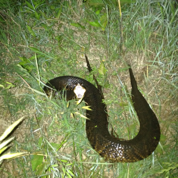 Western cottonmouth | Project Noah