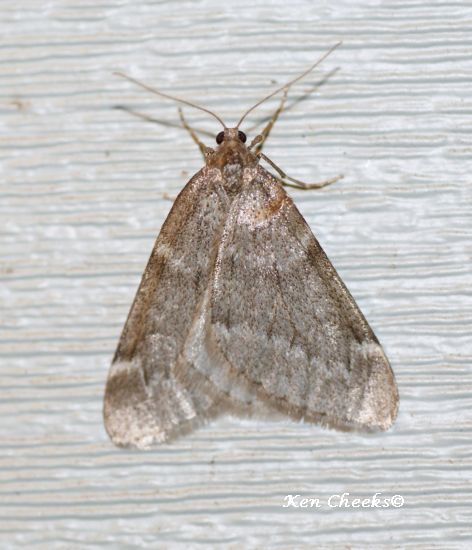 Fall Cankerworm Moth | Project Noah