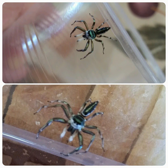 Banded metallic-green jumping spider | Project Noah